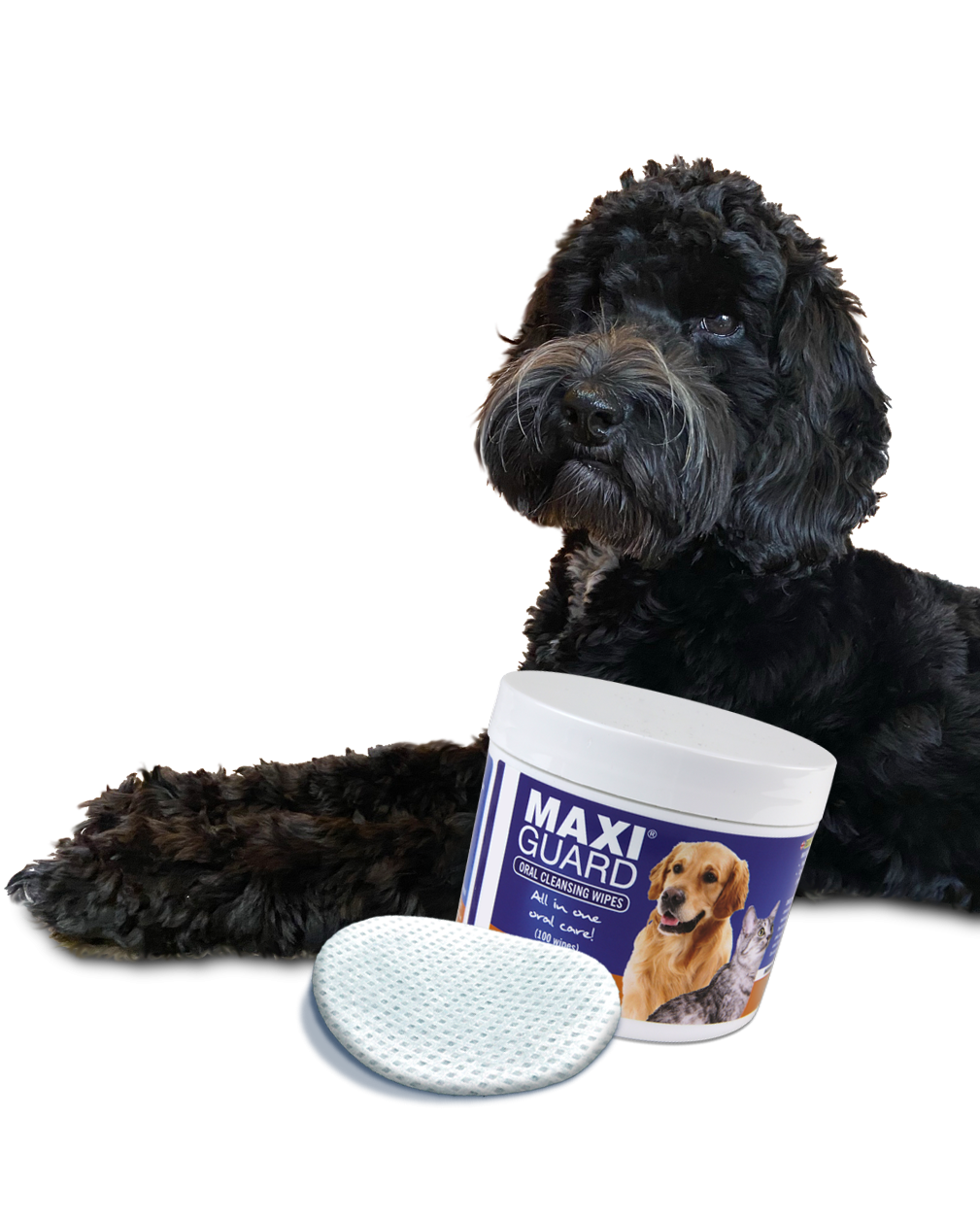 How to Apply MAXIGUARD® Oral Cleansing Wipes | Millpledge