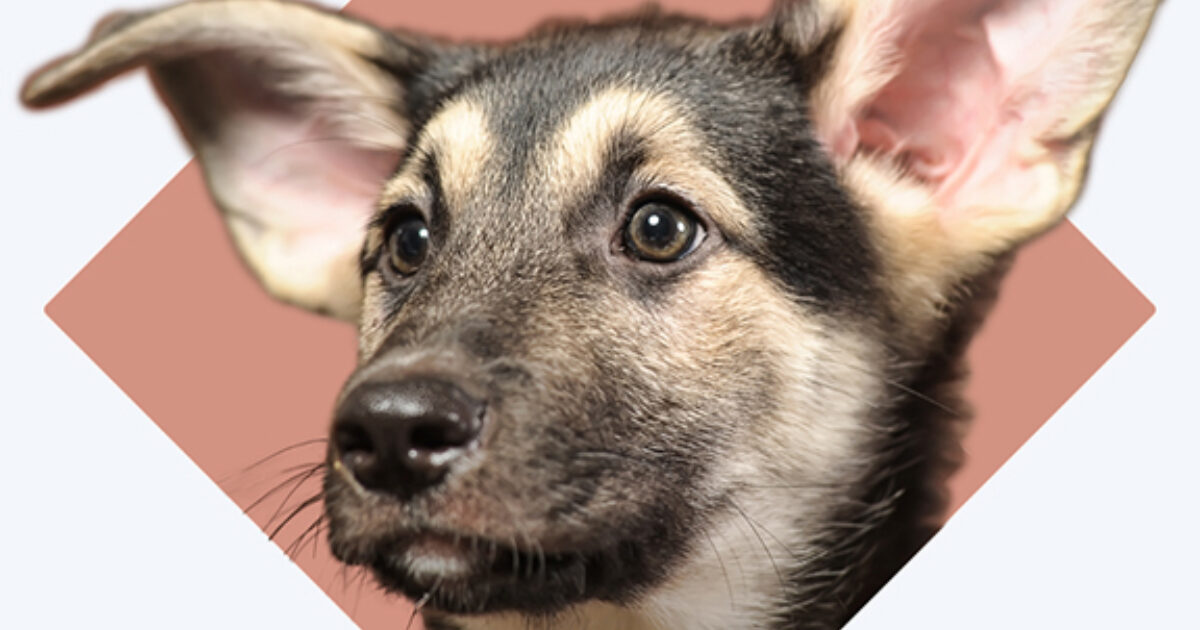 Management of canine otitis in the presence of a… | Millpledge